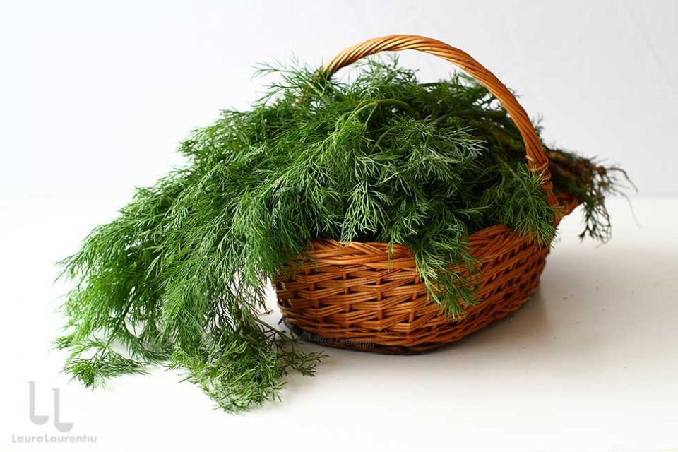 Mărar pentru iarnă - trei abordări pentru conservarea mărarului