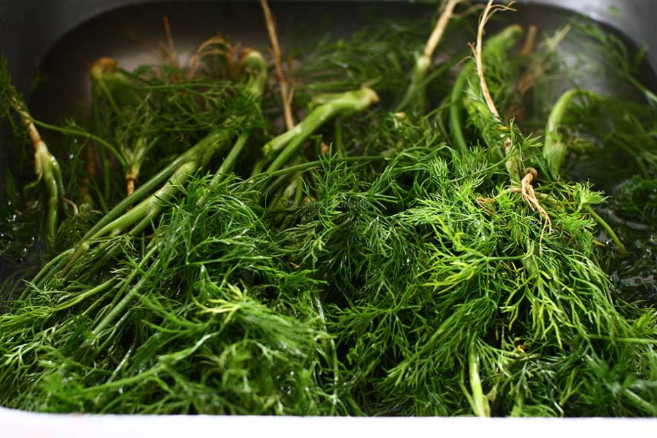 Mărar pentru iarnă - trei abordări pentru conservarea mărarului